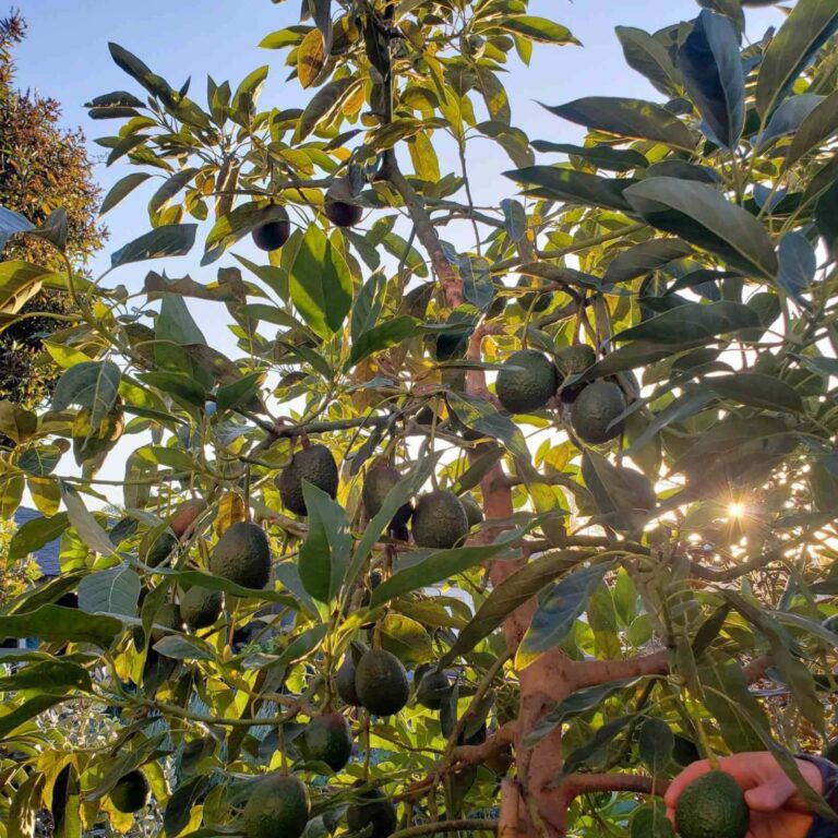 Simcha Island's Organic Delights